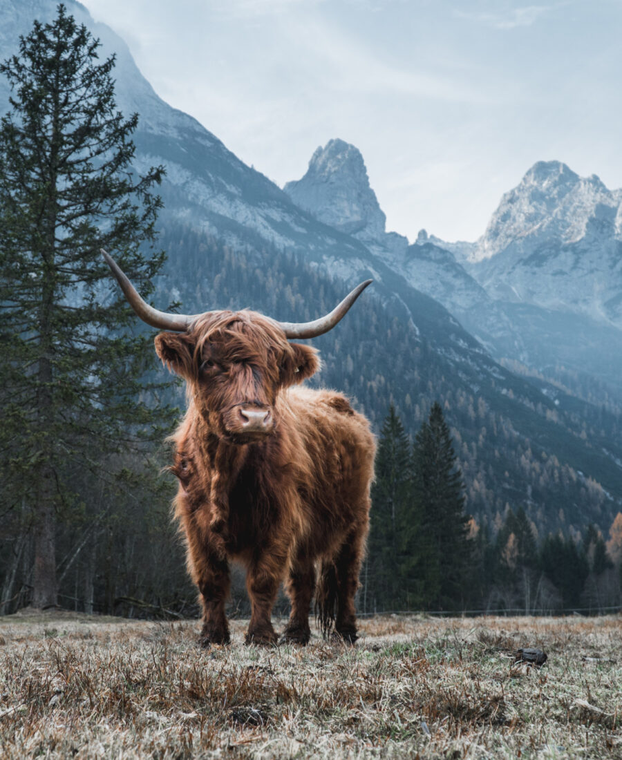 Highland Cow Print Splashback | The Glass Warehouse